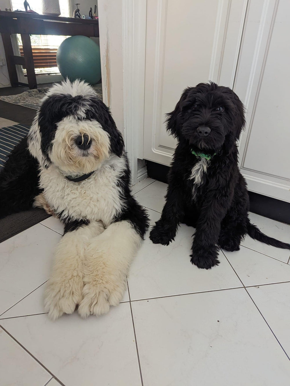General Info - Sheepadoodles – Country Canine Co.